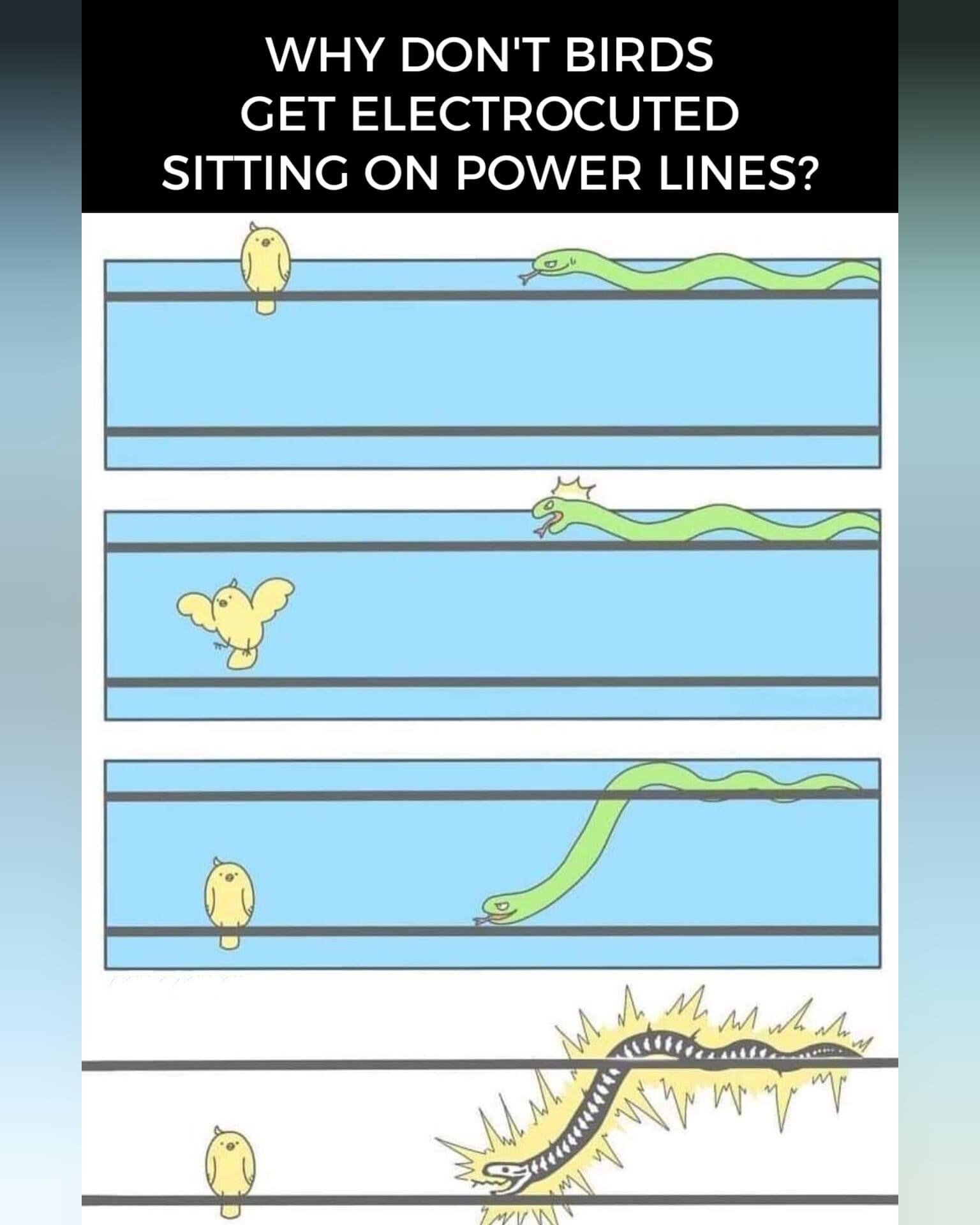 WHY DON’T BIRDS GET ELECTRIC SHOCK SITTING ON POWER LINES? – PAKTECHPOINT
